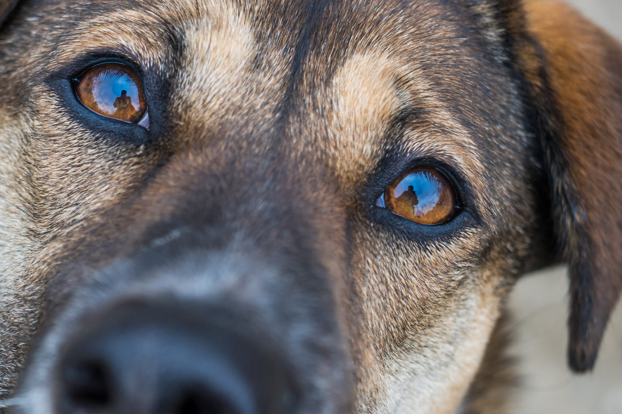 Are Dogs Colorblind? What Dog Vision Looks Like | Sahara Pines Animal ...