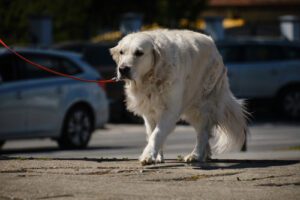 What is Limber Tail? | Sahara Pines Animal Hospital